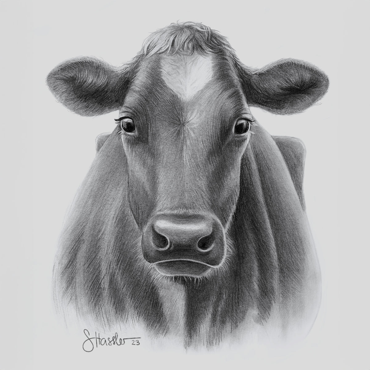HOLSTEIN-RIND - Originalzeichnung | Sabrina Hassler | 2023 – zumOXN ...